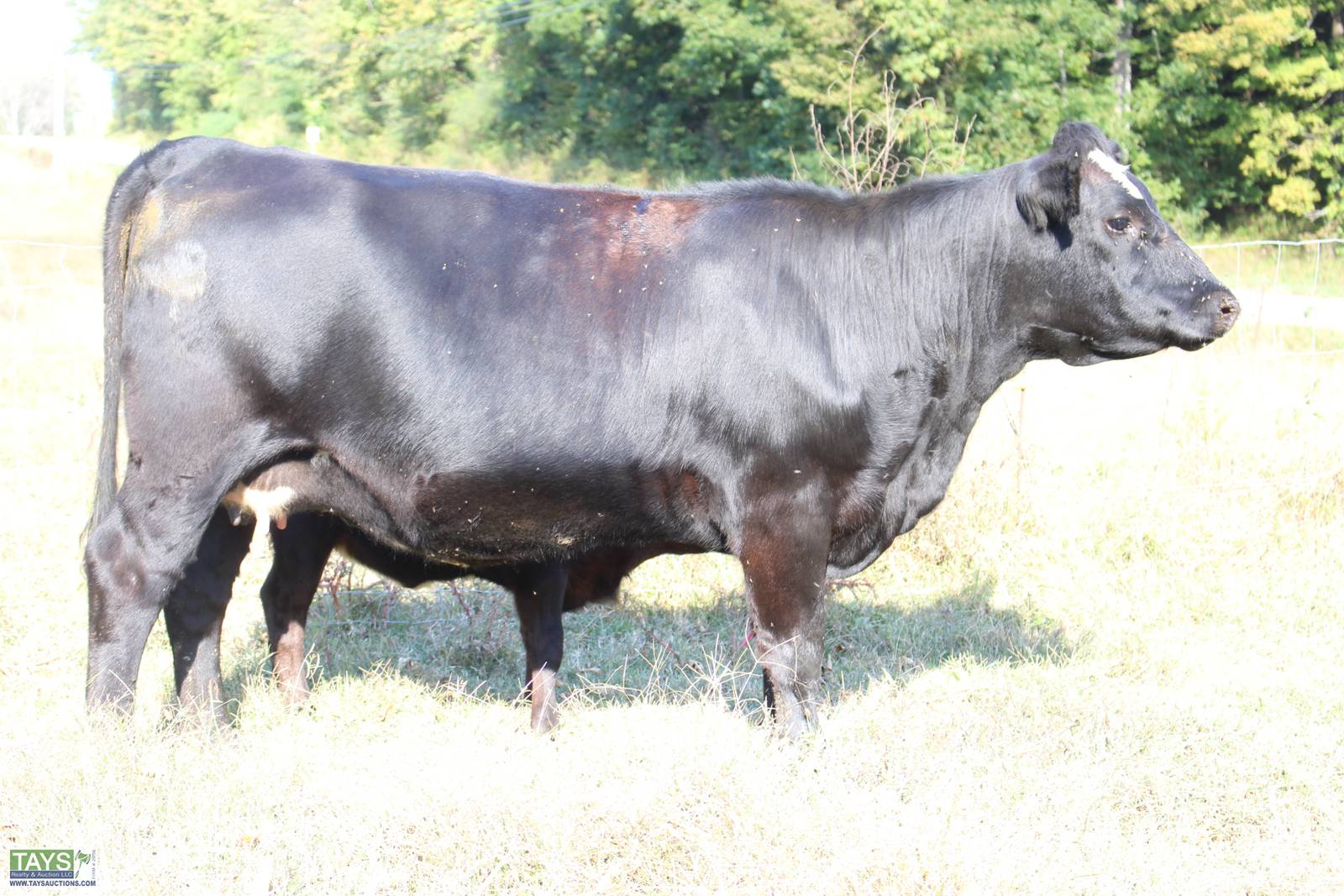 Tays Realty & Auction - ONLINE CATTLE SALE: 5th ANNUAL GOD'S COUNTRY ...
